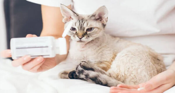 Maladies de chat les plus courantes : Prenez soin de vos chats