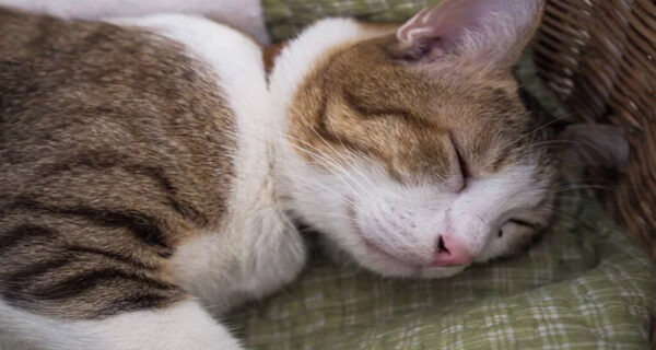Maladies de chat les plus courantes : Prenez soin de vos chats