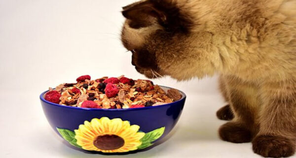 Nourriture pour chat : Les meilleures règles d'alimentations