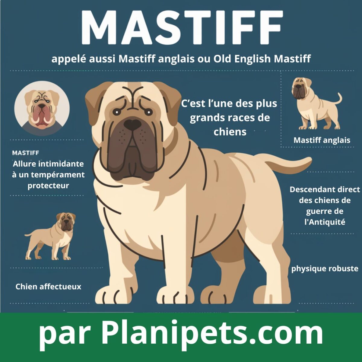 Le Mastiff : infographies pour tout savoir sur son histoire, son tempérament, son éducation, son ...