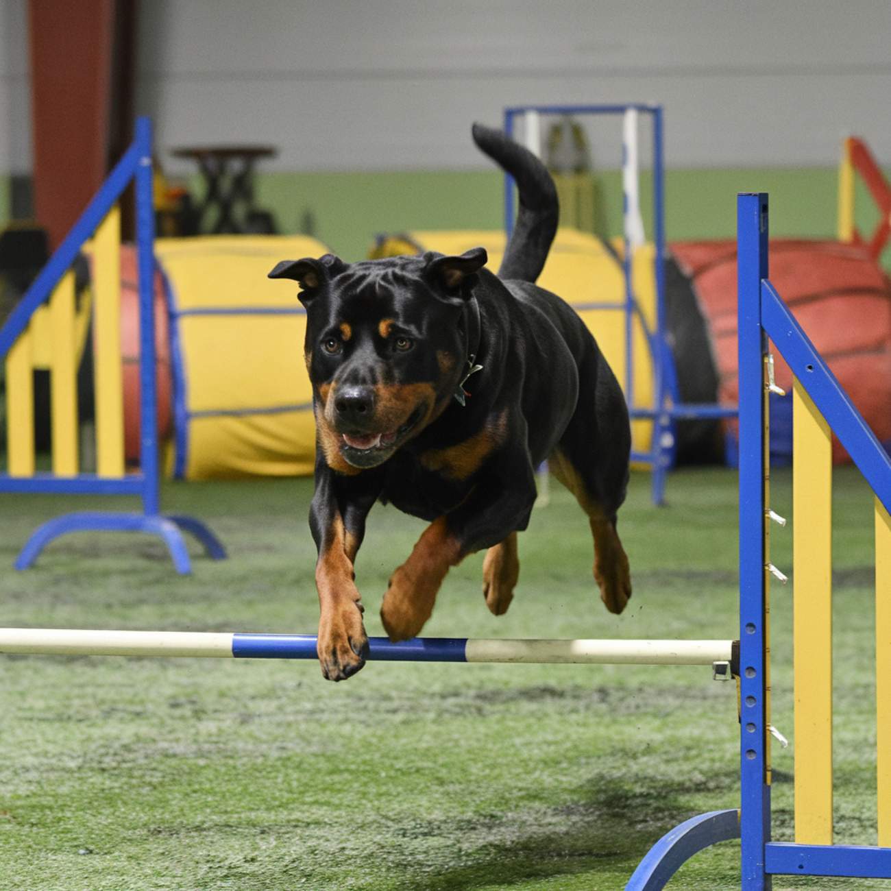 Le Rottweiler : Tout savoir sur ce compagnon loyal et puissant - en ...