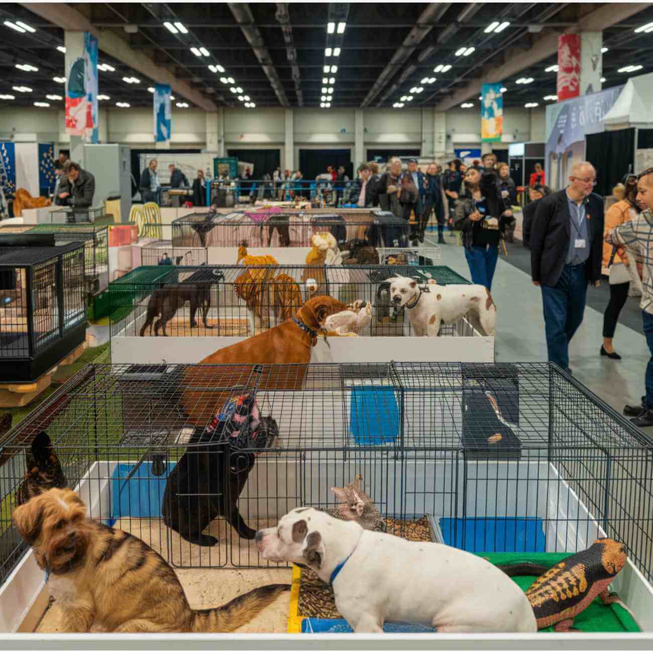 Paris Animal Show 2025 : L'événement incontournable pour les passionnés ...