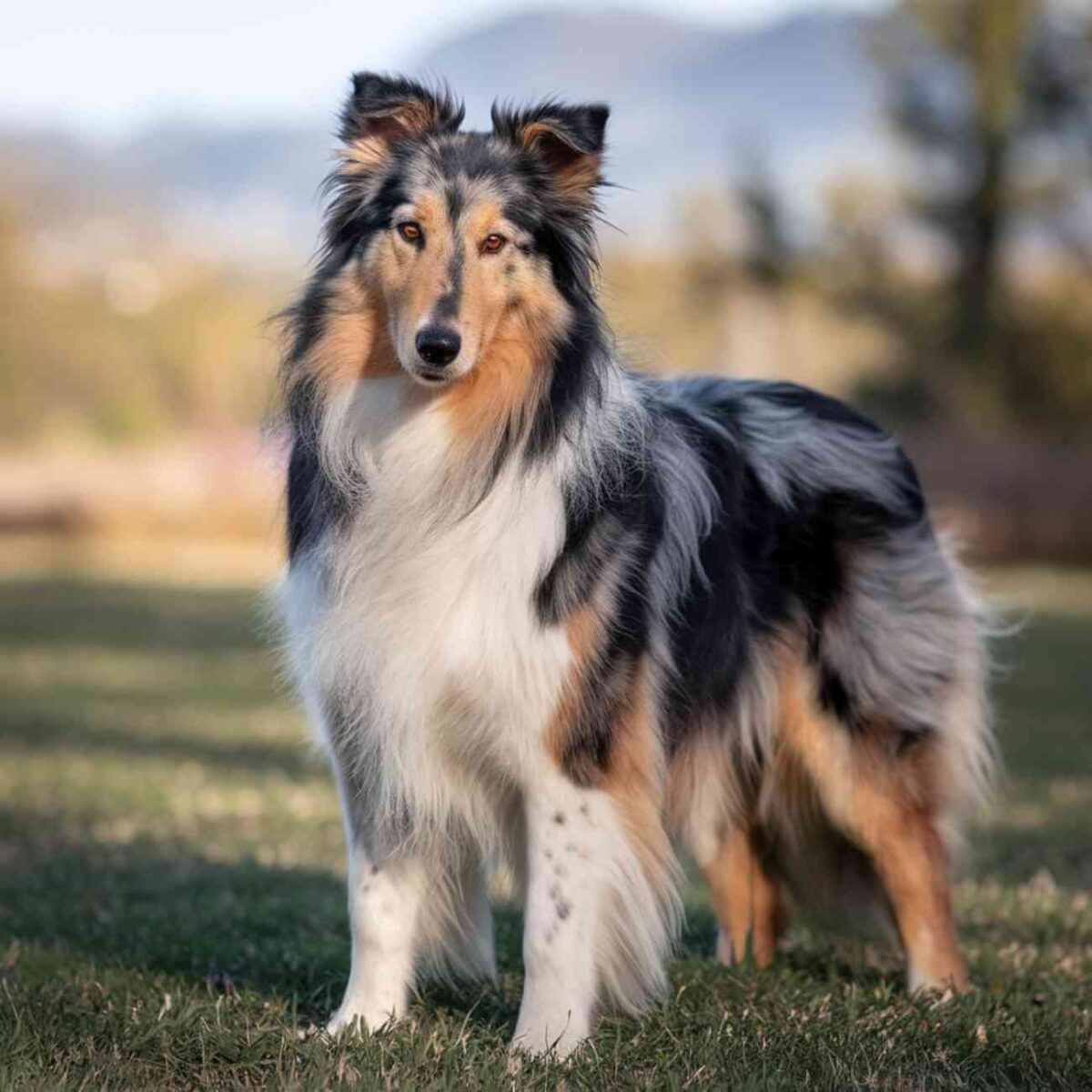 Le Colley, ce chien discret et patient que les parents adorent (et que ...