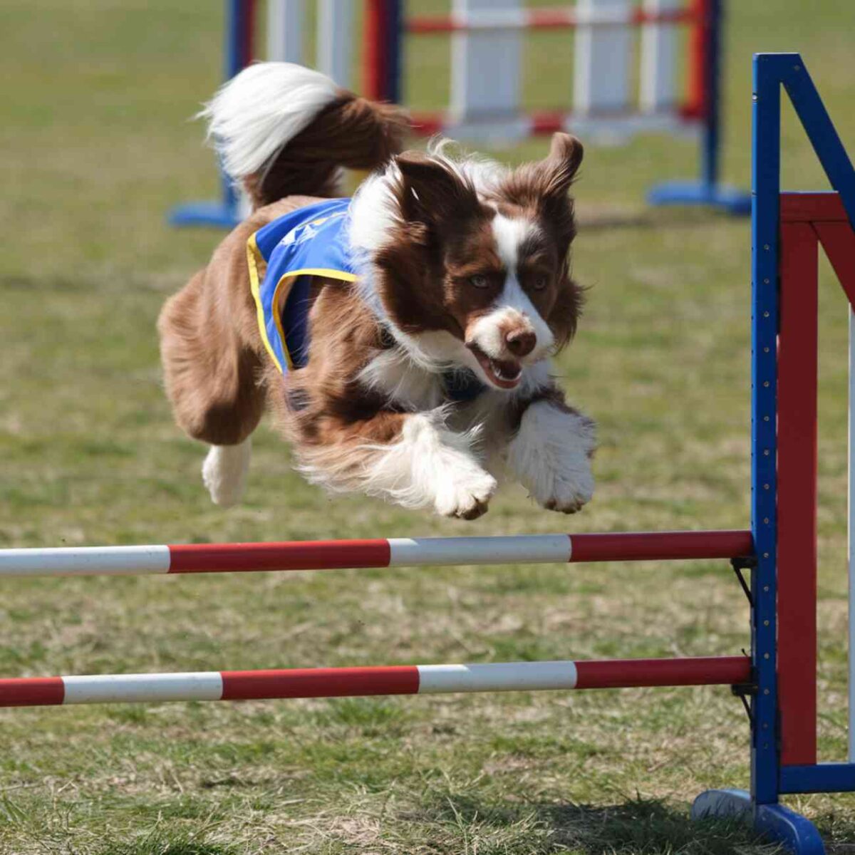 Fréjus inaugure un nouveau parc à chiens sécurisé avec parcours agility ...