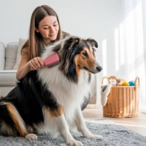 Colley à poil long : caractère, soins, besoins et conseils