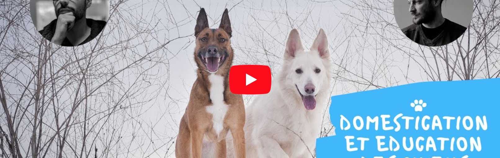 DOMESTICATION DU CHIEN ET EDUCATION. Entretien avec un vétérinaire ...