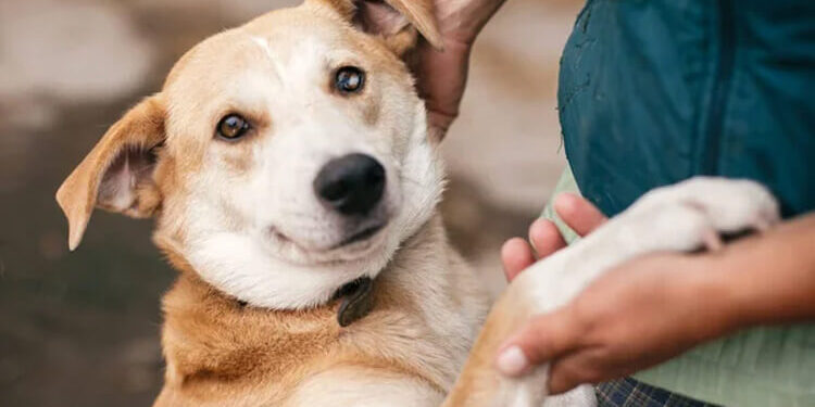 Adopter un chien ou un chiot : Ce que vous devez savoir Planipets