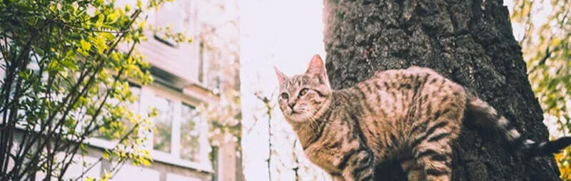 La signification des mouvements de queue chez les chats : Une ...