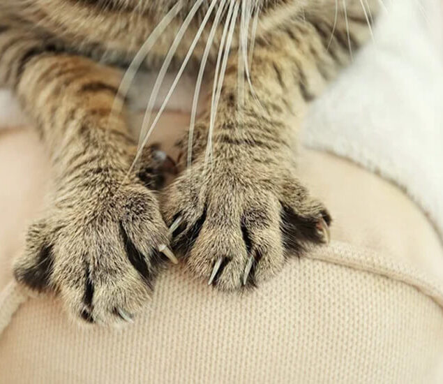 Prendre soin des griffes de son chat : les solutions à connaître ...