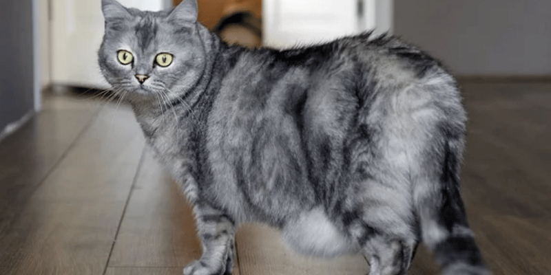 Chatte en gestation : Comment y prendre soin