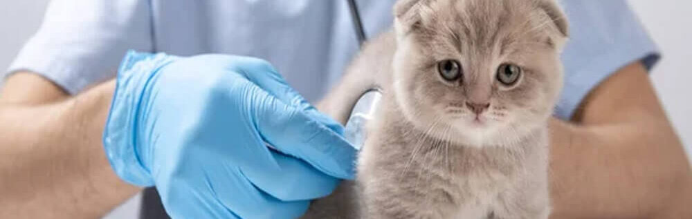Maladies de chat les plus courantes : Prenez soin de vos chats