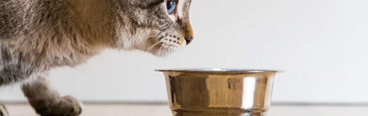 Nourriture pour chat : Les meilleures règles d'alimentations