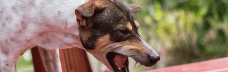 La rage chez le chien : symptômes, traitement et bons réflexes – Planipets